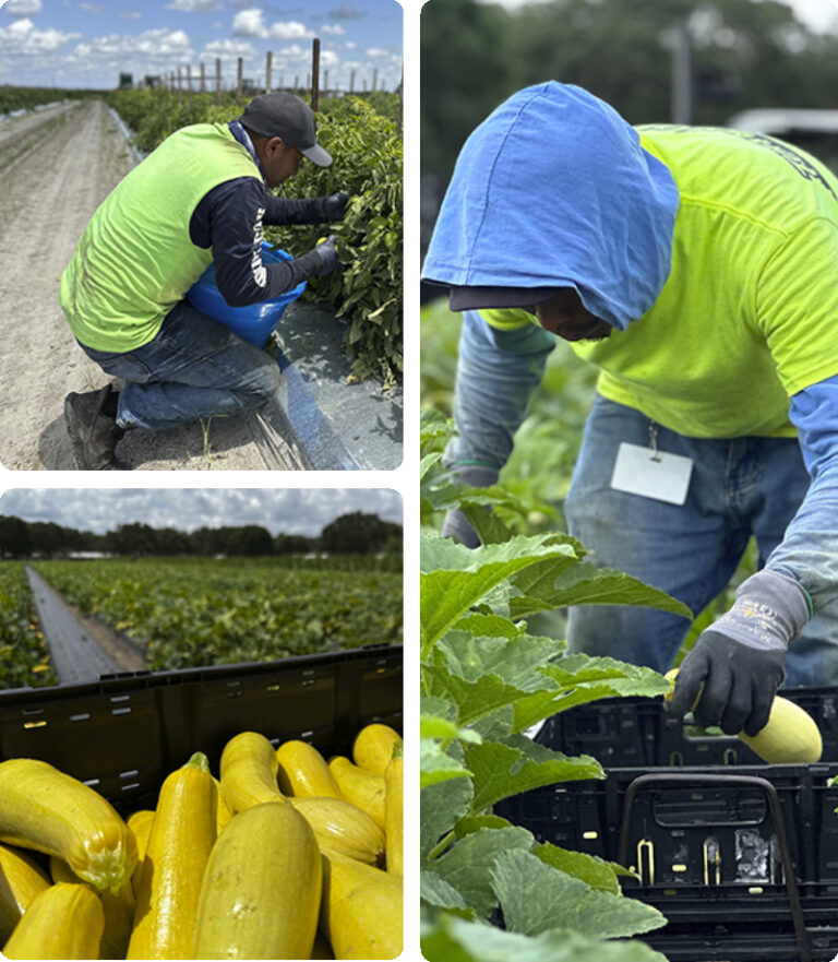 BIG FORCE - Big Force Academy